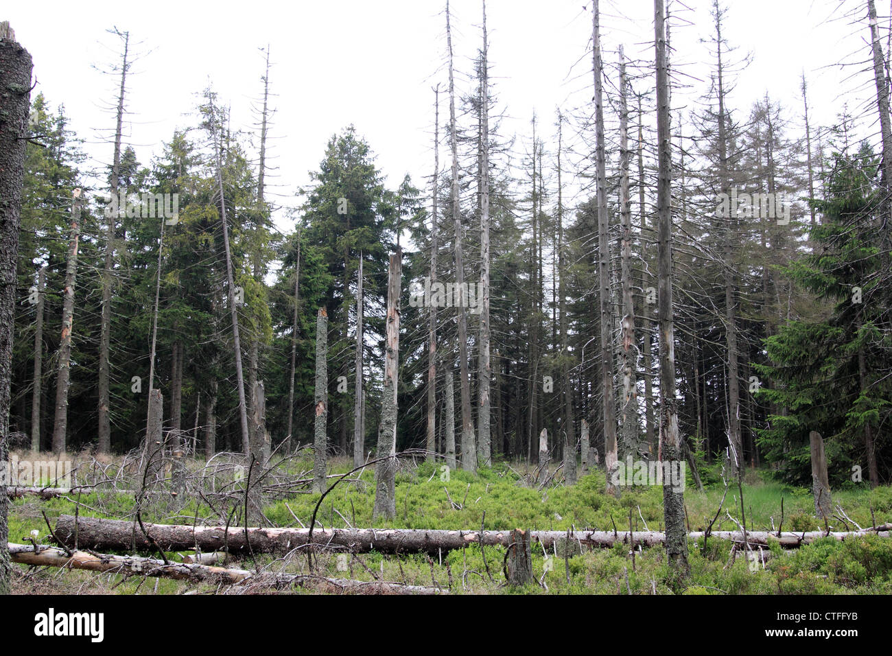 dead coniferes in a forest in german harz region Stock Photo - Alamy