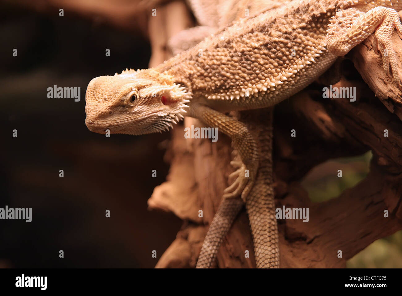 Brown reptile (Phractocephalus hemioliopterus) in the wild Stock Photo ...