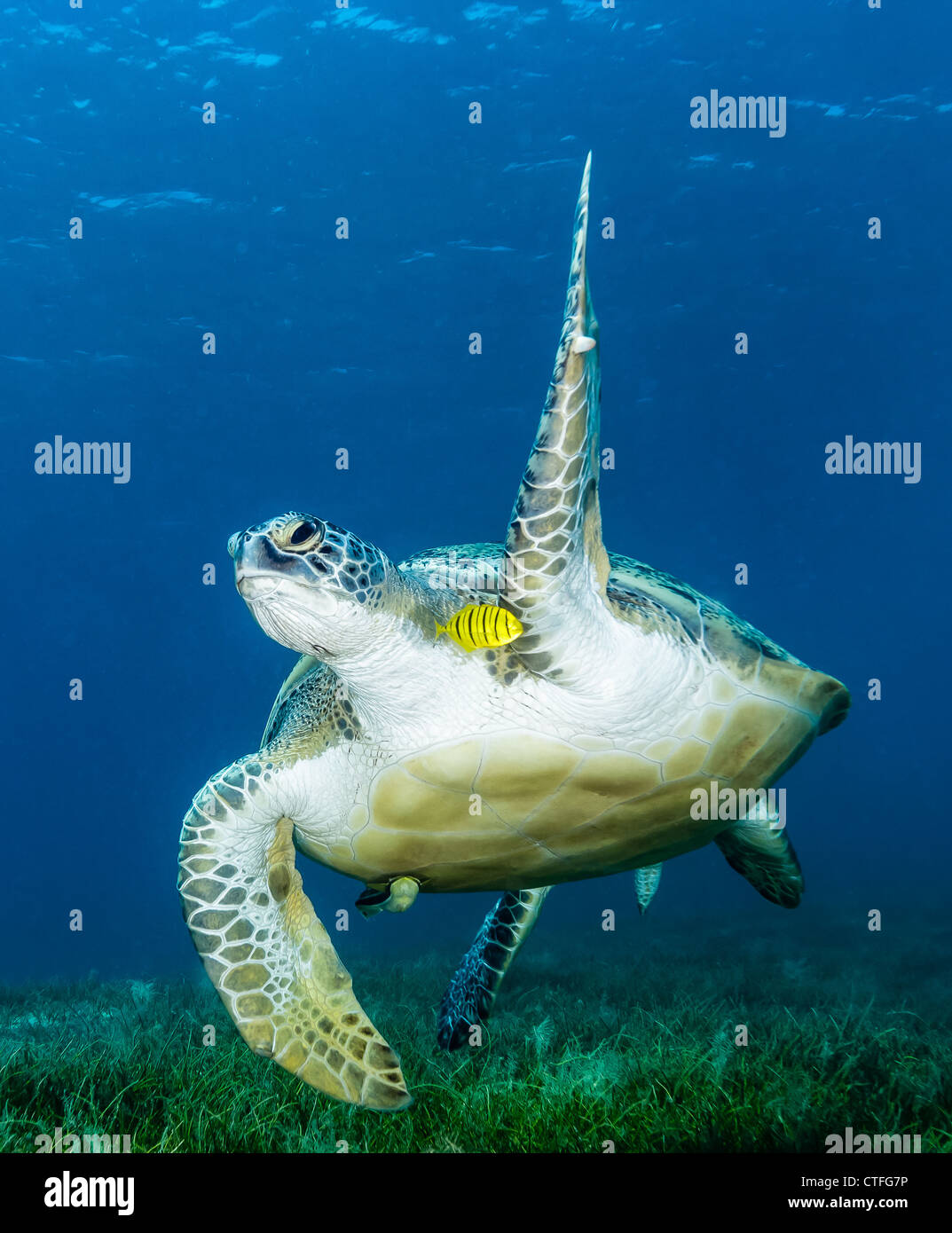 A Green Turtle waves a flipper at the camera as it swims above shallow ...