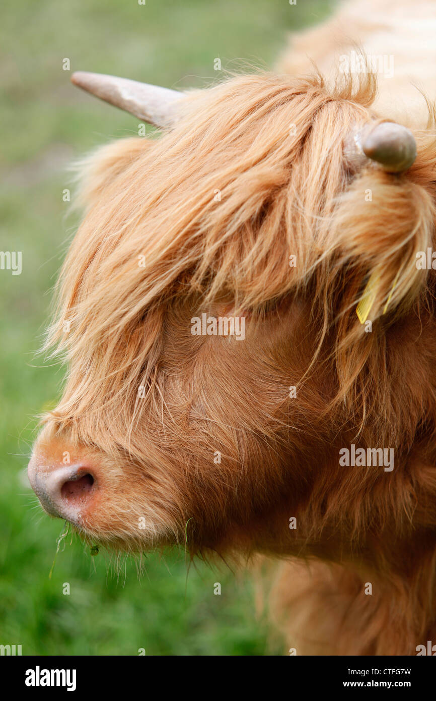 Close up of highland cow head with horns and hair over face Stock Photo ...
