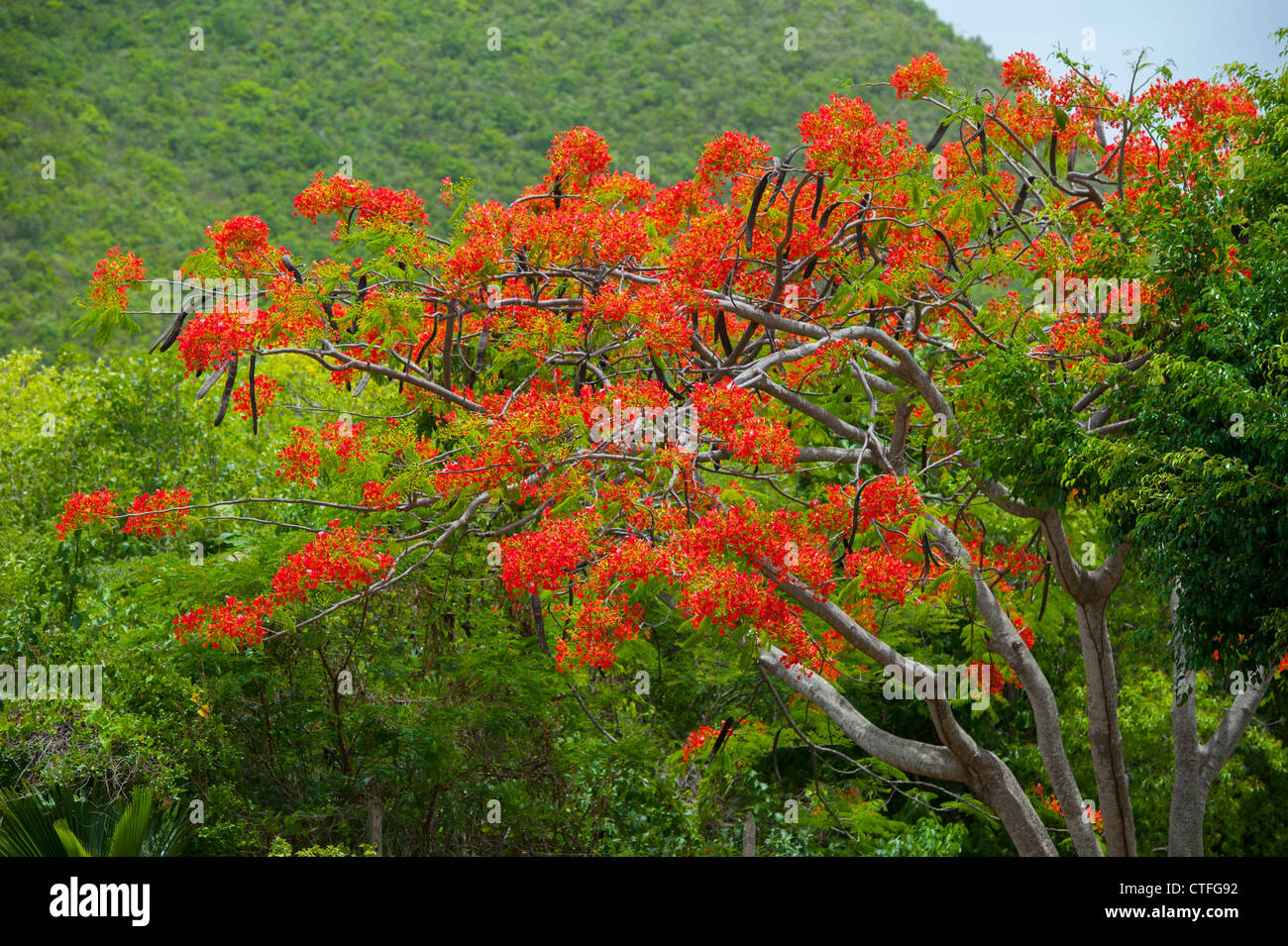 Flamboyant tree also known as a flame tree. Delonix regia is a species ...
