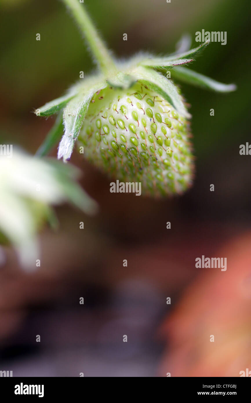 Unripe strawberry close up, England, UK Stock Photo - Alamy