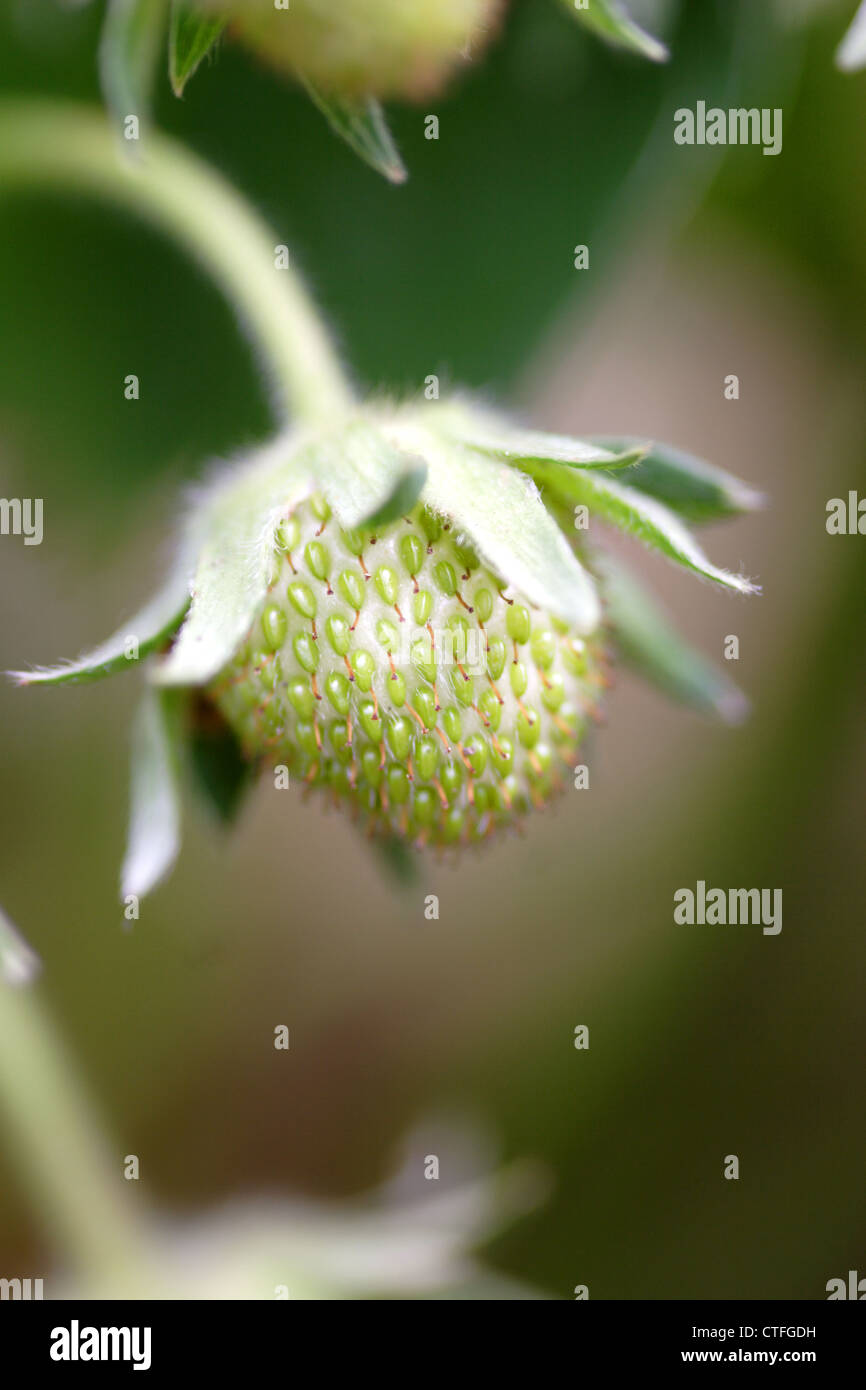 Unripe strawberry close up, England, UK Stock Photo - Alamy
