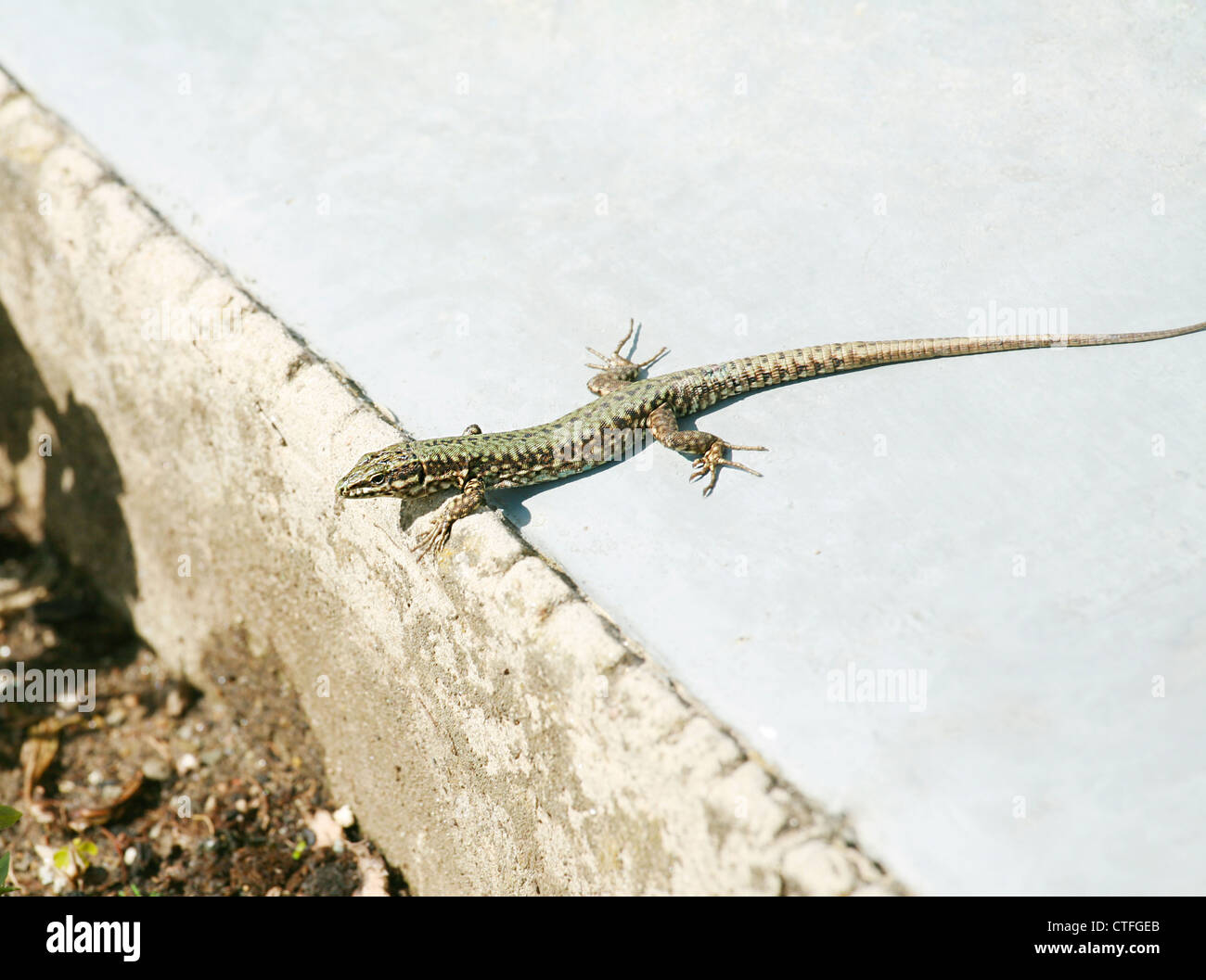 Lounging lizard hi-res stock photography and images - Alamy