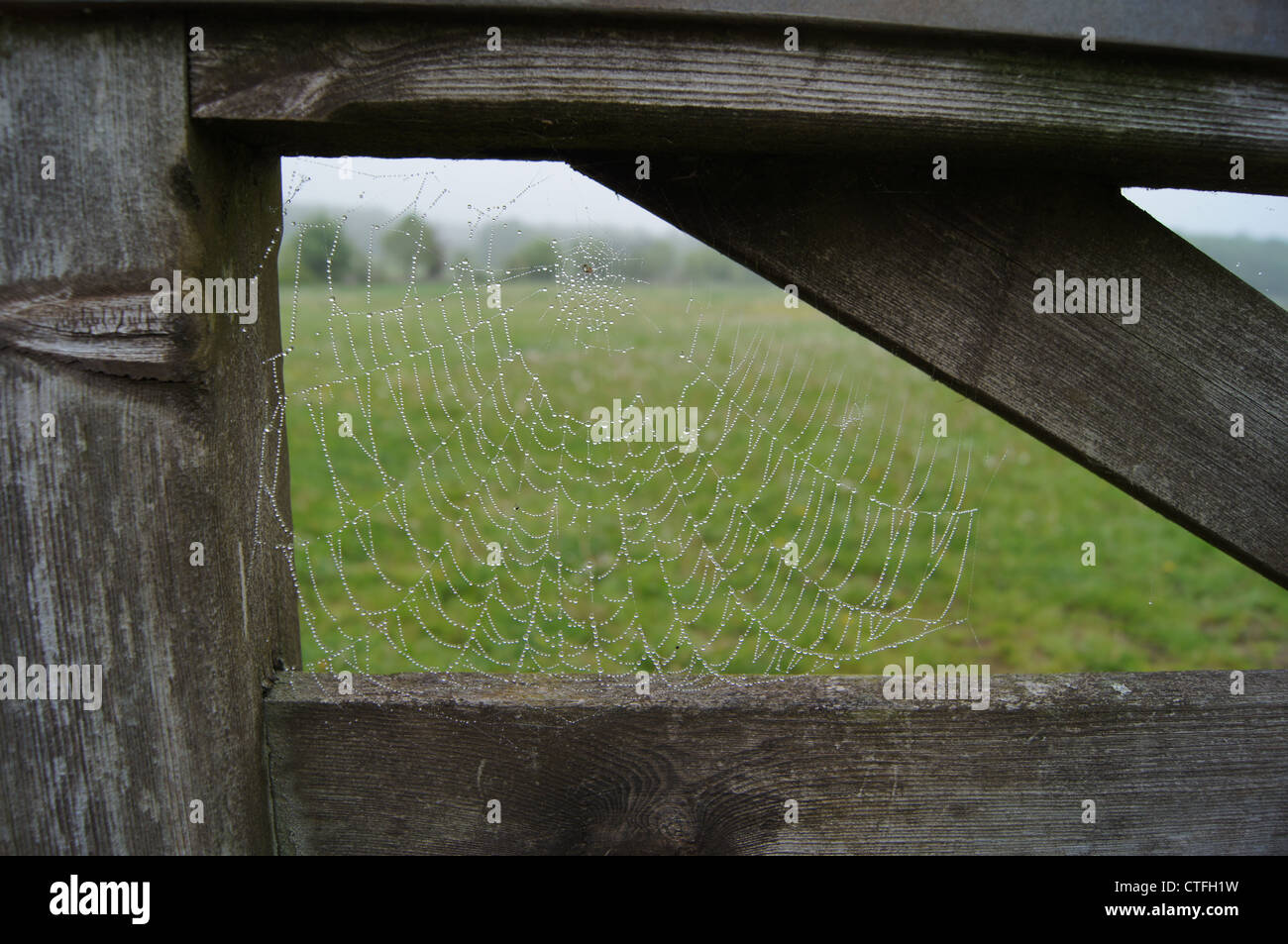 Cob Web Stock Photos & Cob Web Stock Images - Alamy