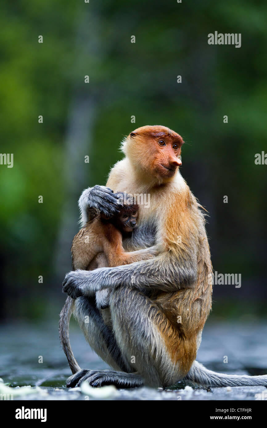 Proboscis monkey baby nasalis larvatus hi-res stock photography and ...