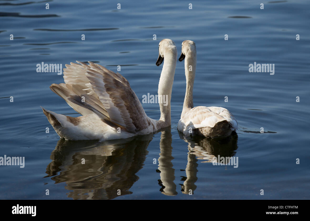 Young couple of swans pre mating display Stock Photo - Alamy
