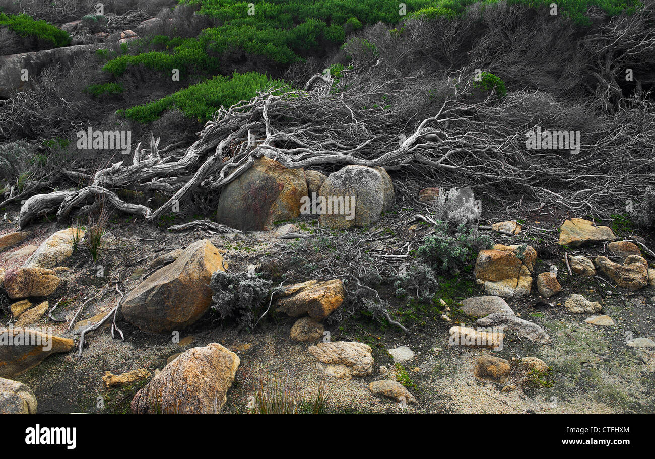 Tree windblown hi-res stock photography and images - Alamy