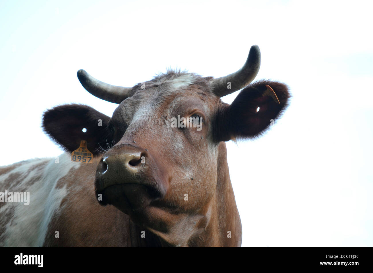 élevage bovin hi-res stock photography and images - Alamy