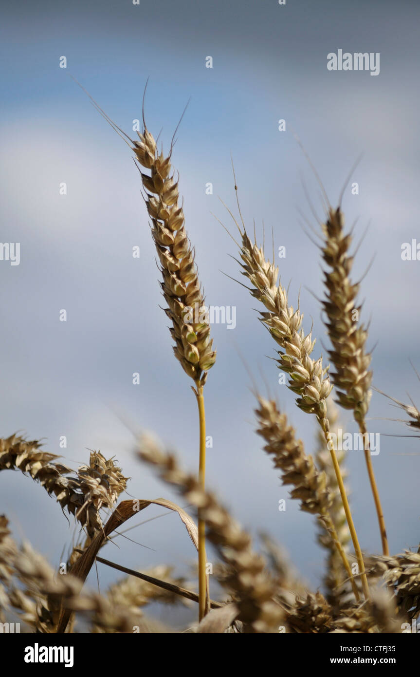 épi de blé hi-res stock photography and images - Alamy