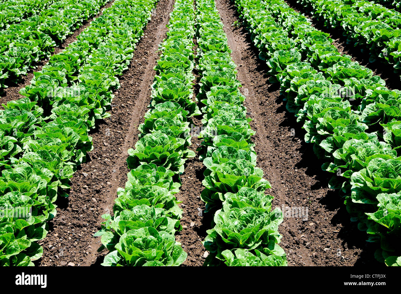 Lettuce Growing in Field Stock Photo - Alamy