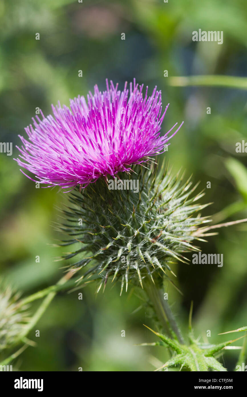 A Beautiful Thistle flower in full bloom Stock Photo - Alamy