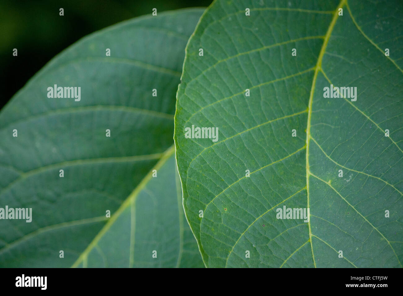 Green sheet hi-res stock photography and images - Alamy