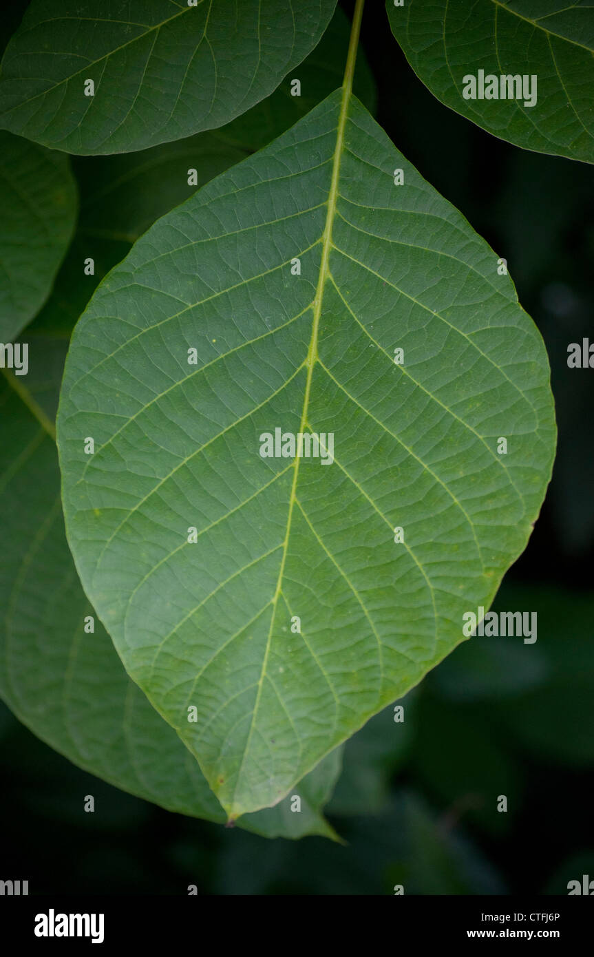 feuilles vertes green sheet Stock Photo - Alamy