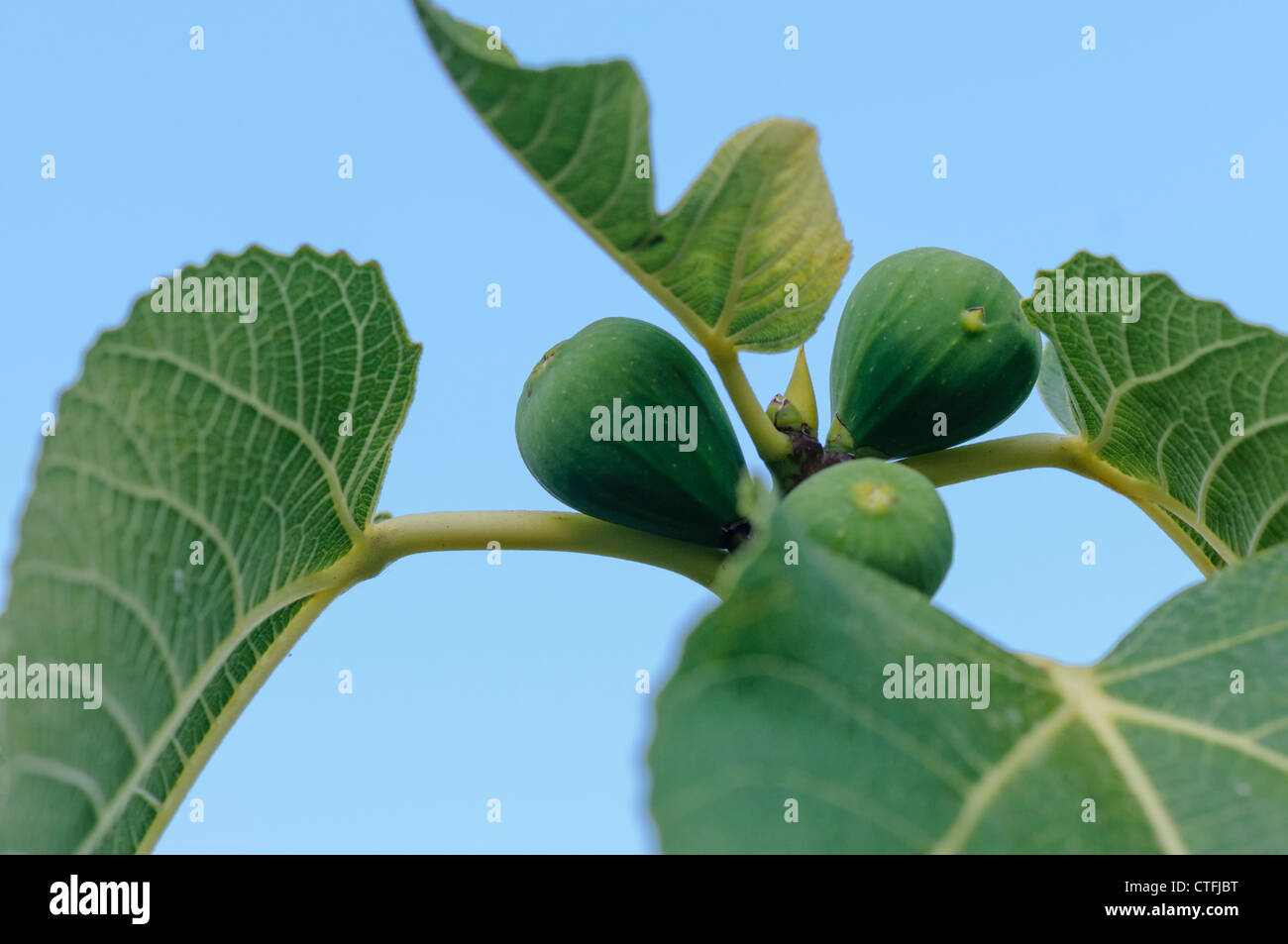Figs growing on a fig tree Stock Photo - Alamy