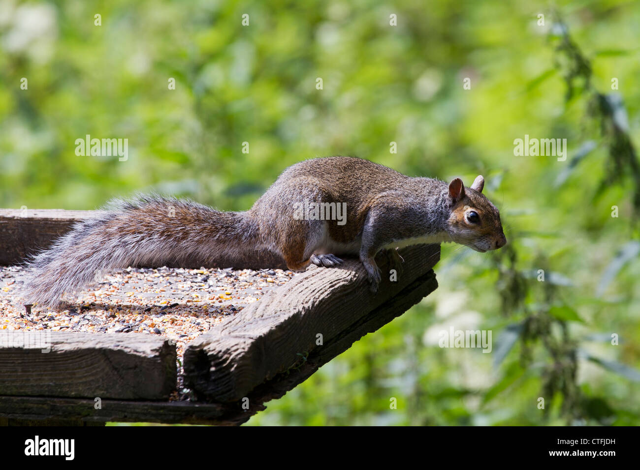 Squirrel on top of a bird table Stock Photo - Alamy