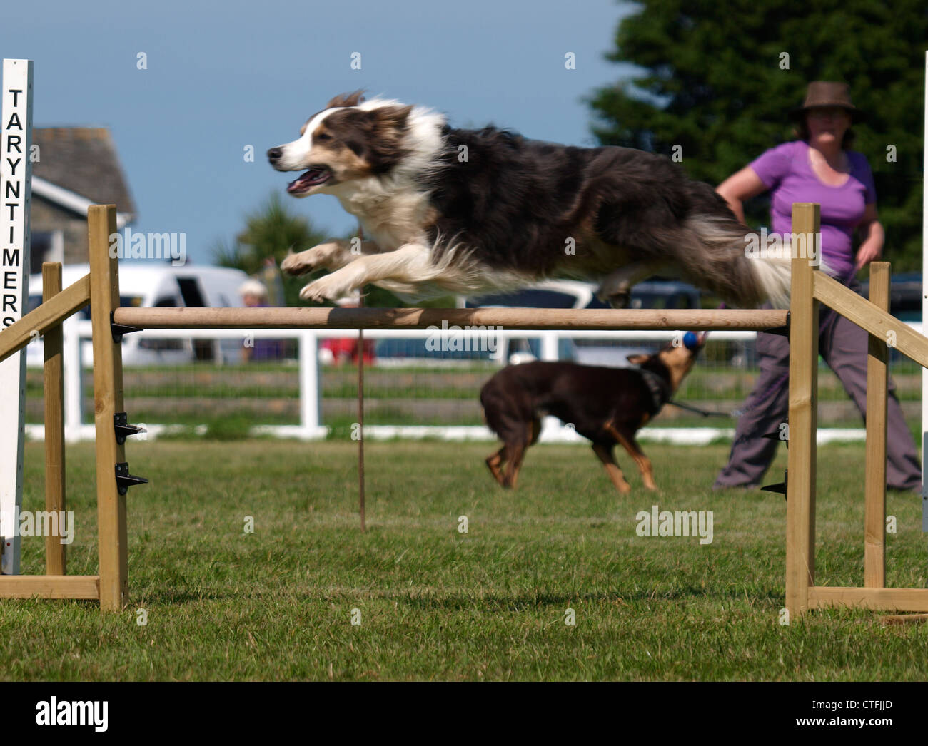 Border Collie jumping a fence during a dog show agility competition, UK ...