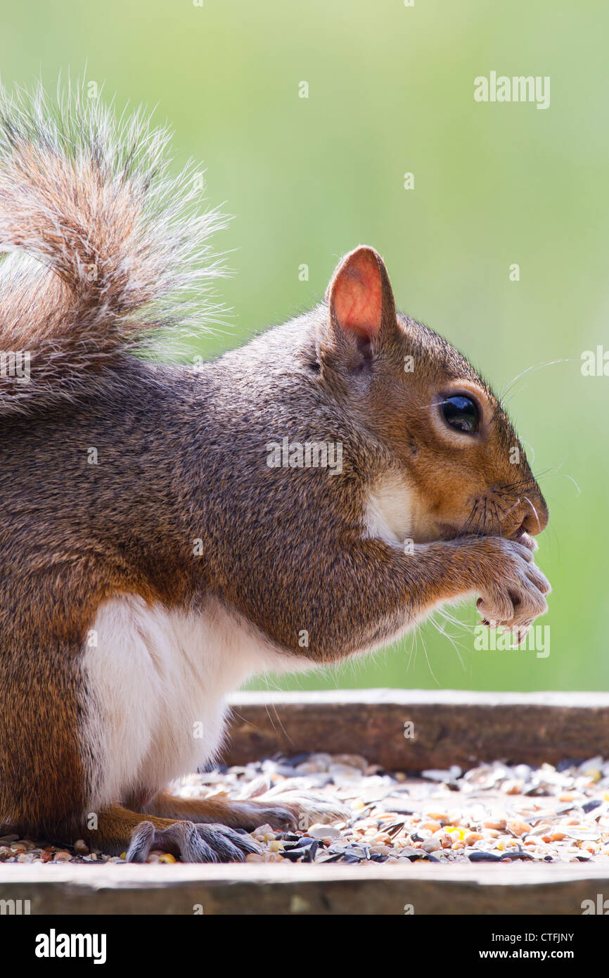 Squirrel on top of a bird table feeding Stock Photo - Alamy