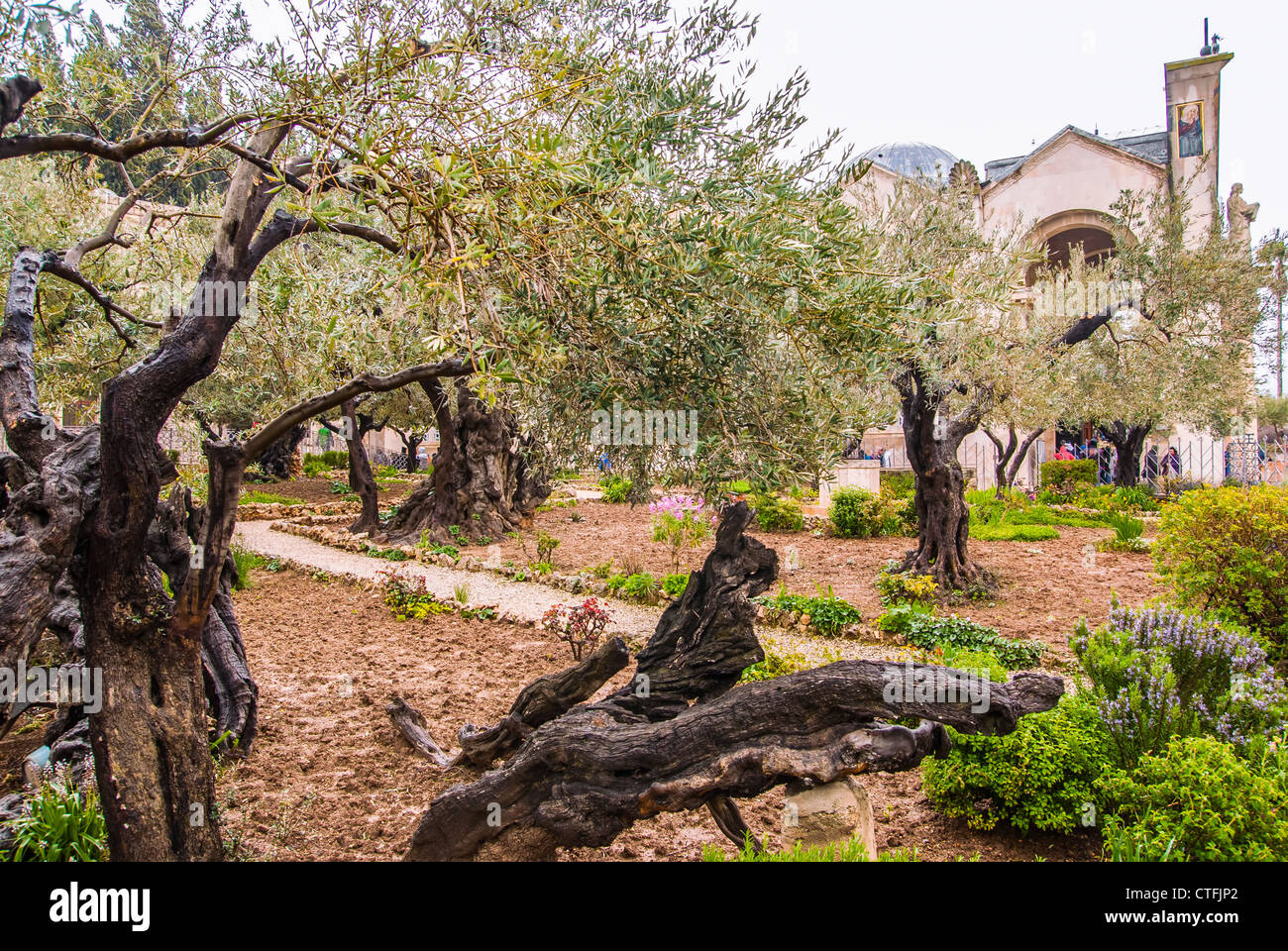 Garden of gethsemane hi-res stock photography and images - Alamy