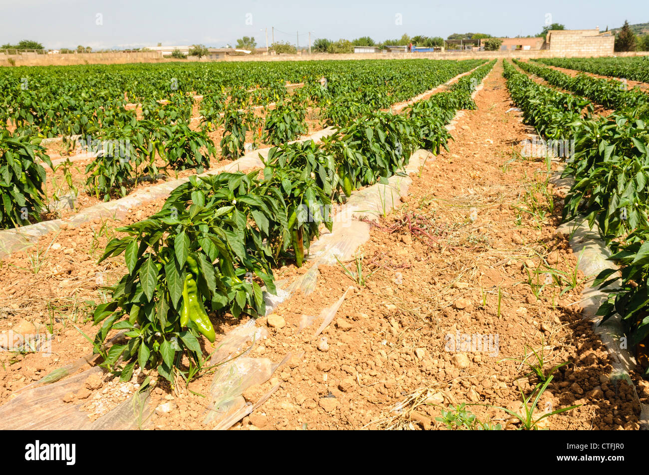 Bell peppers in a row hi-res stock photography and images - Alamy