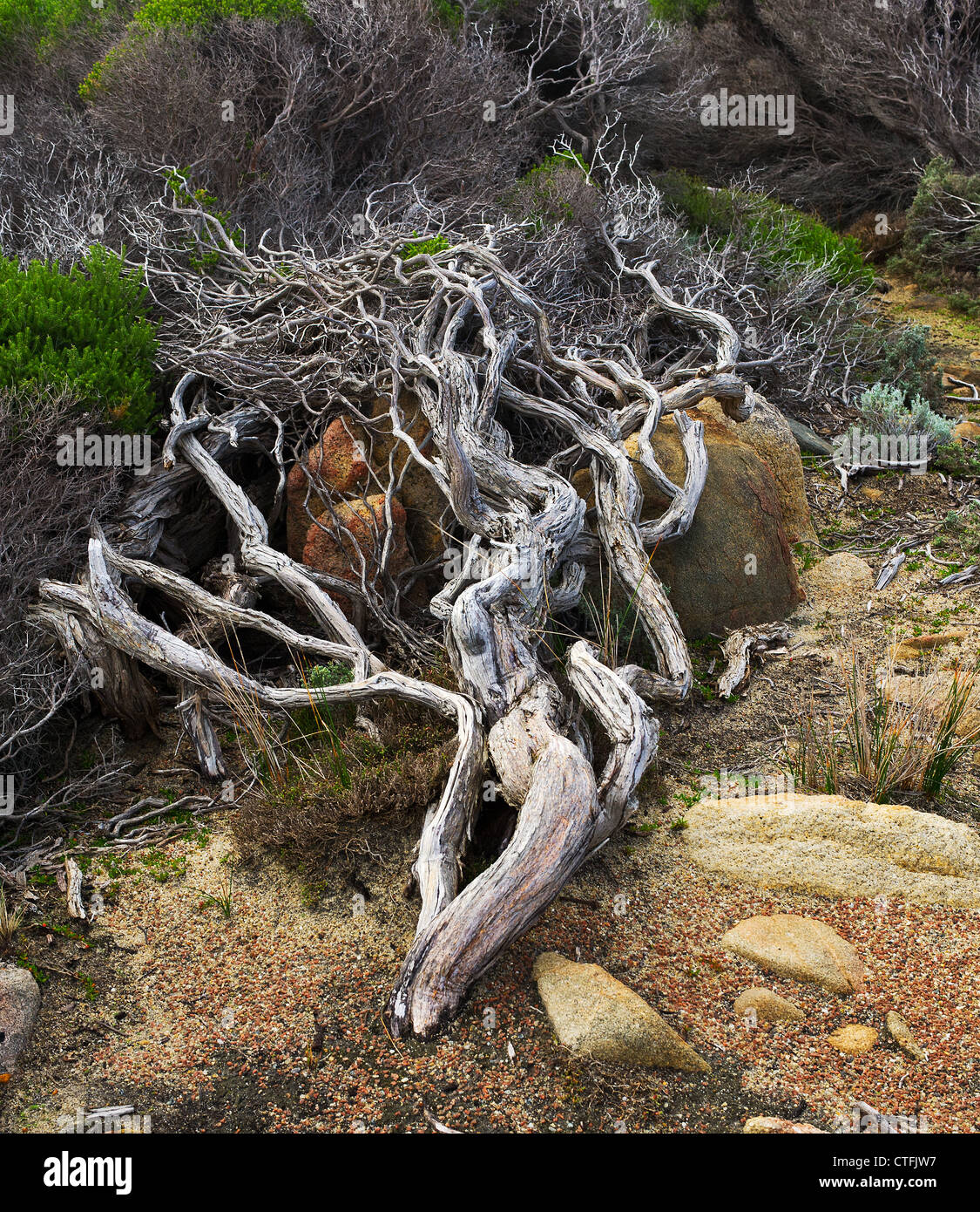 Windblown twisted tree in the Torndirrup National Park in Albany ...