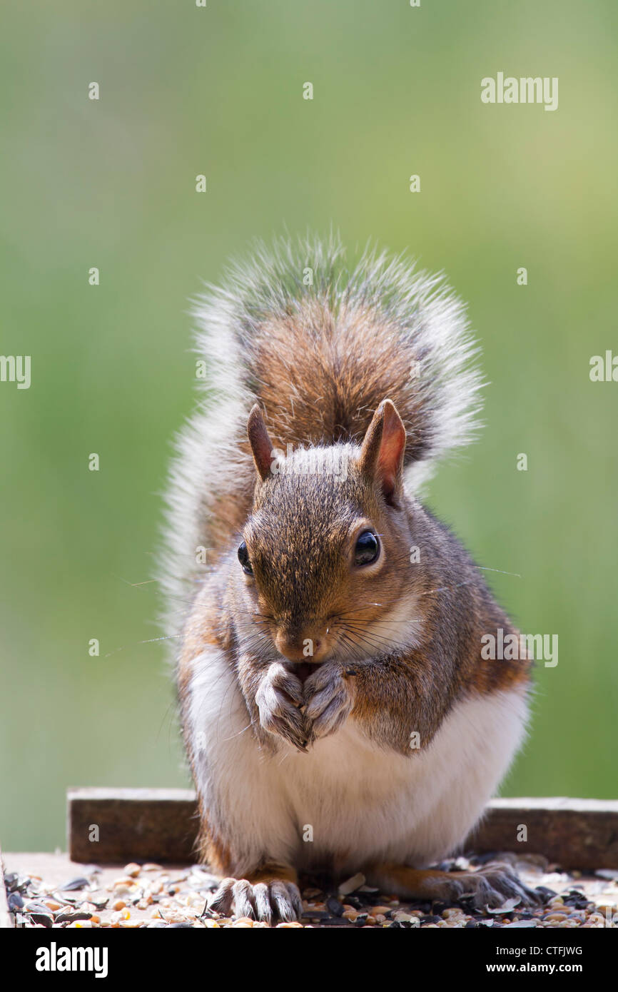 Squirrel on top of a bird table feeding Stock Photo - Alamy