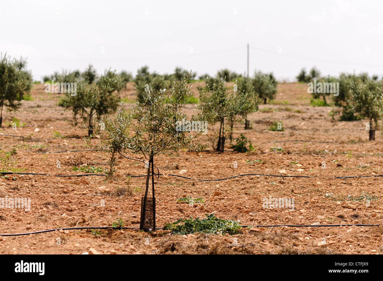 Small olive trees growing in a Spanish olive grove with irrigation ...