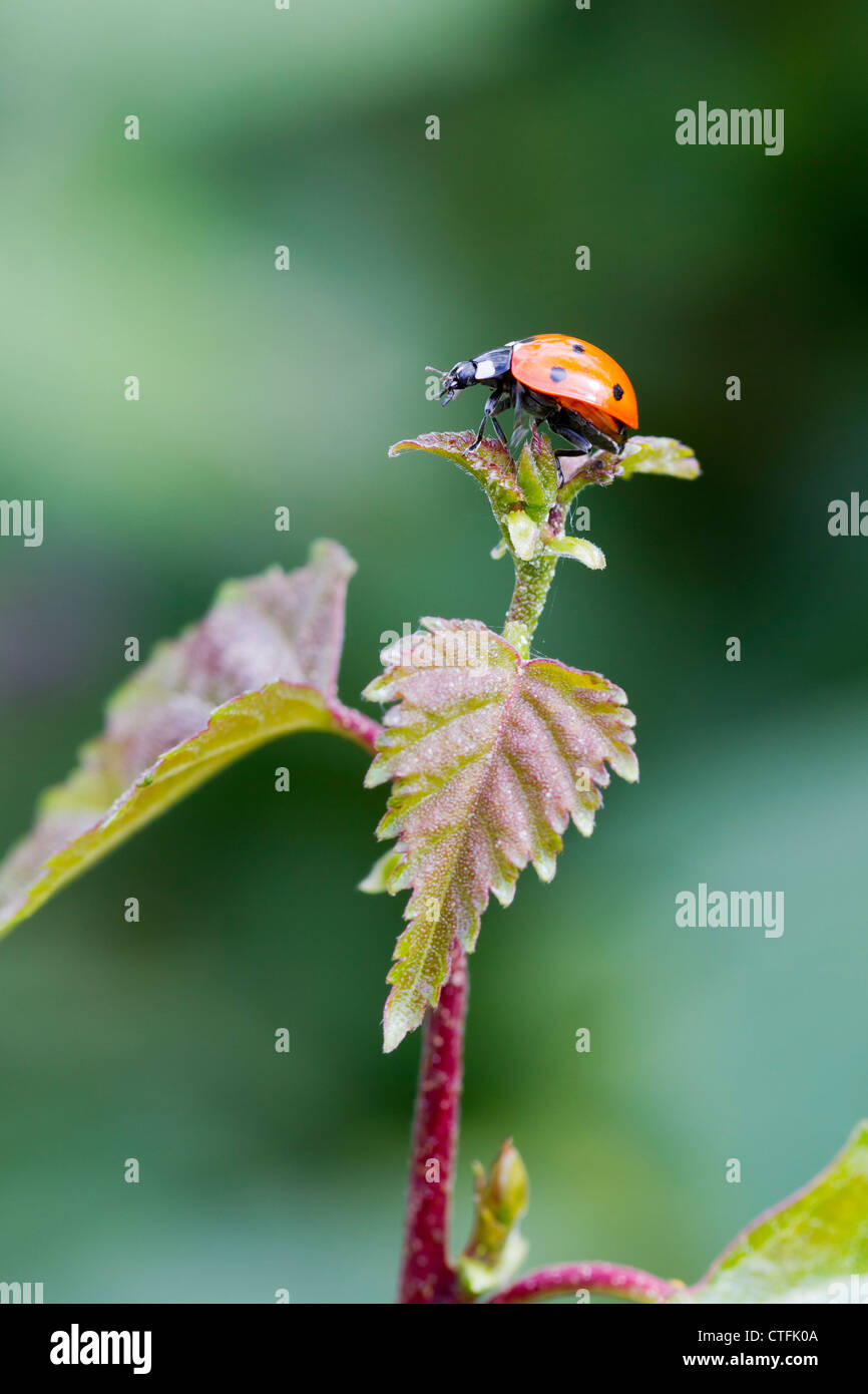 A beautiful Ladybird climbing a plant closeup Stock Photo - Alamy