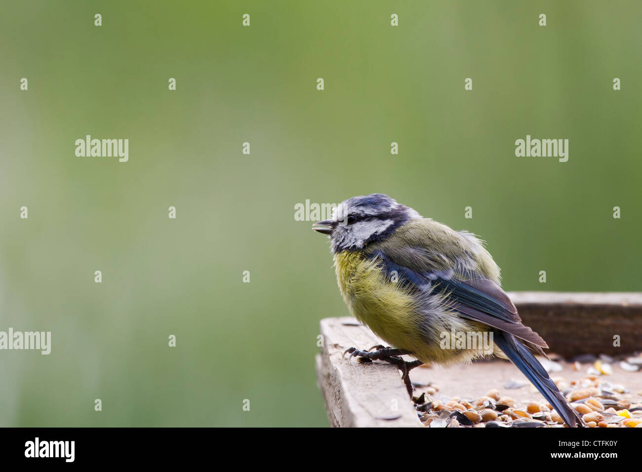 Blue Tit (Parus caeruleus) perched on a feeding table Stock Photo - Alamy