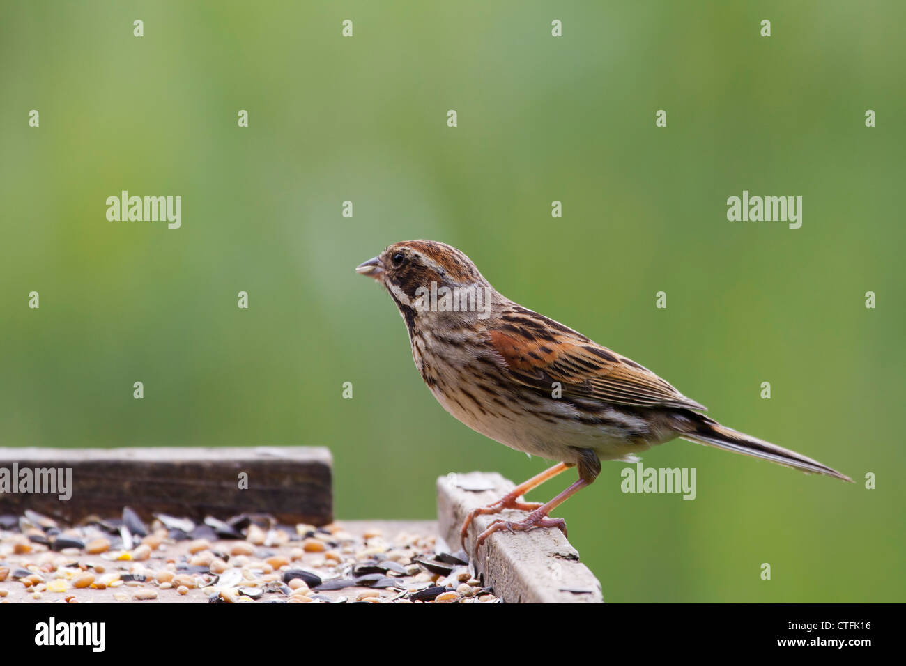 Female reed bunting hi-res stock photography and images - Alamy