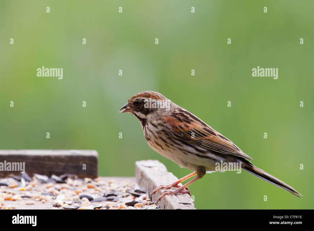 Female reed bunting perched hi-res stock photography and images - Alamy