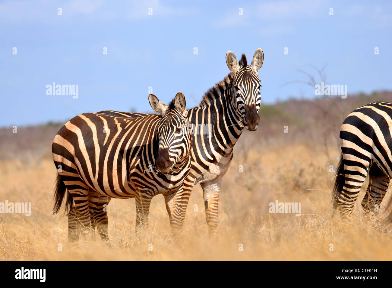 Some Zebras (Equus Quagga (lat.)) in the Tsavo East National Park in ...