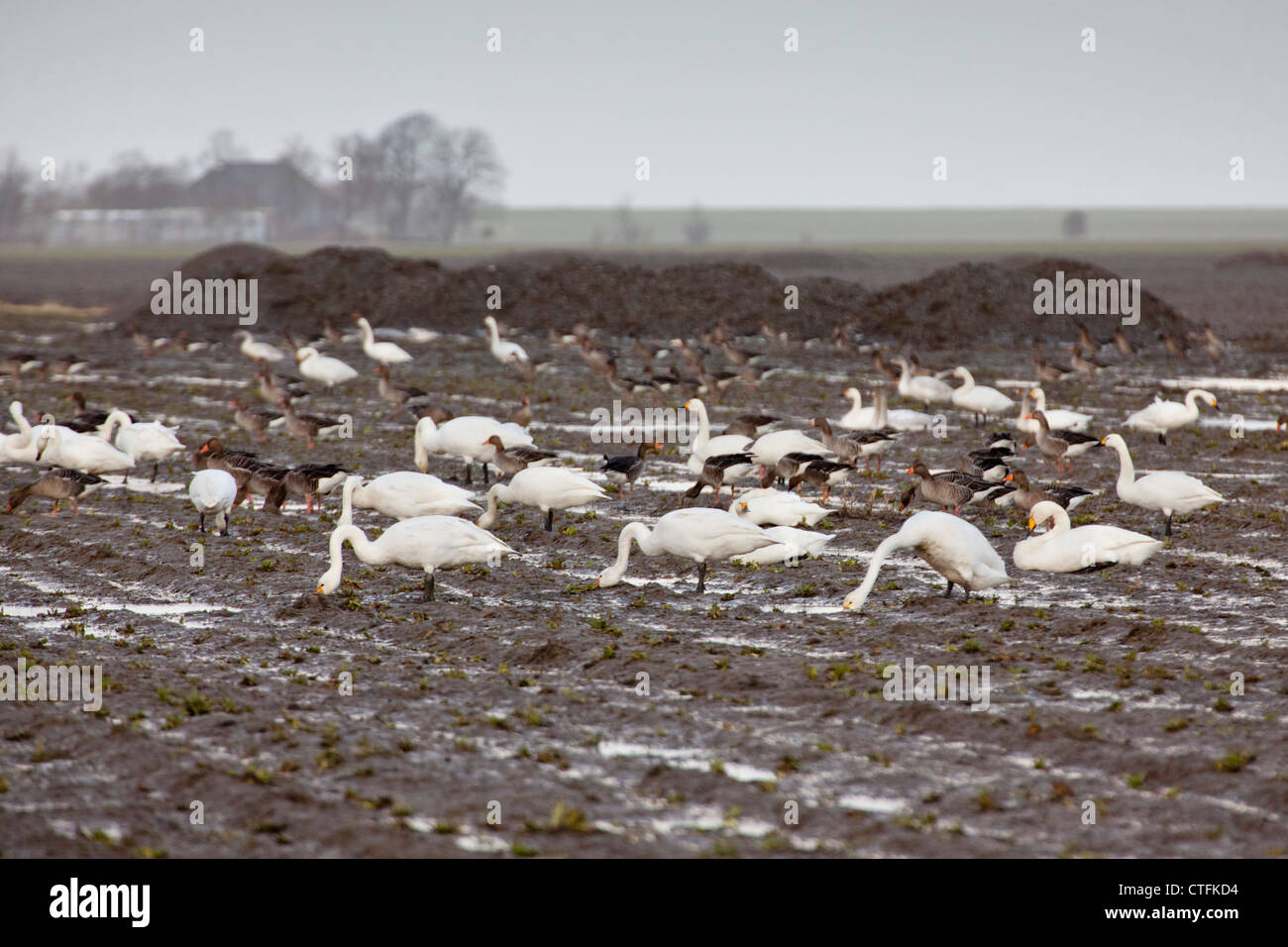 Northern wetland with animals hi-res stock photography and images - Alamy