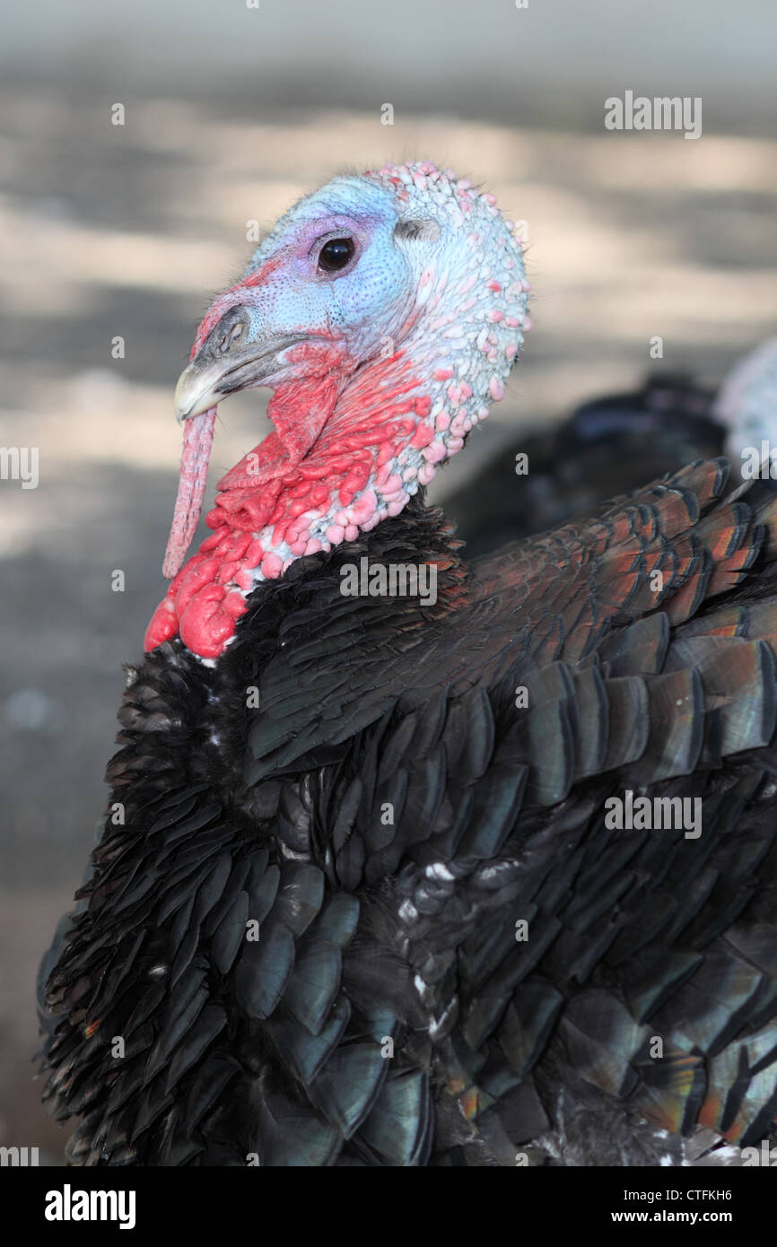 Tom turkey hi-res stock photography and images - Alamy