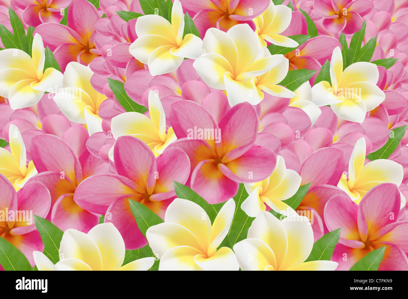 full of frangipani , flower background Stock Photo - Alamy