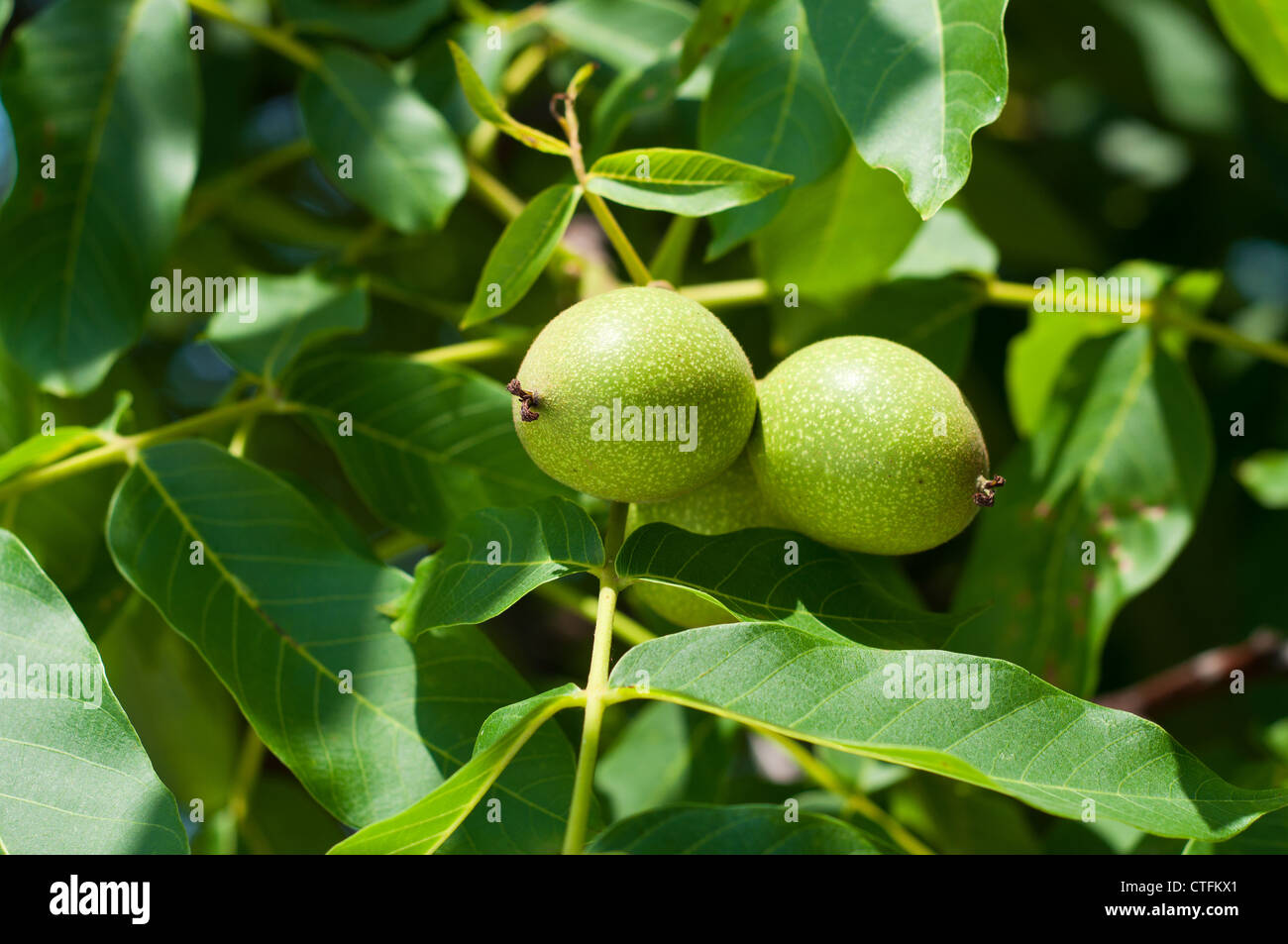 Green italian nuts Stock Photo - Alamy