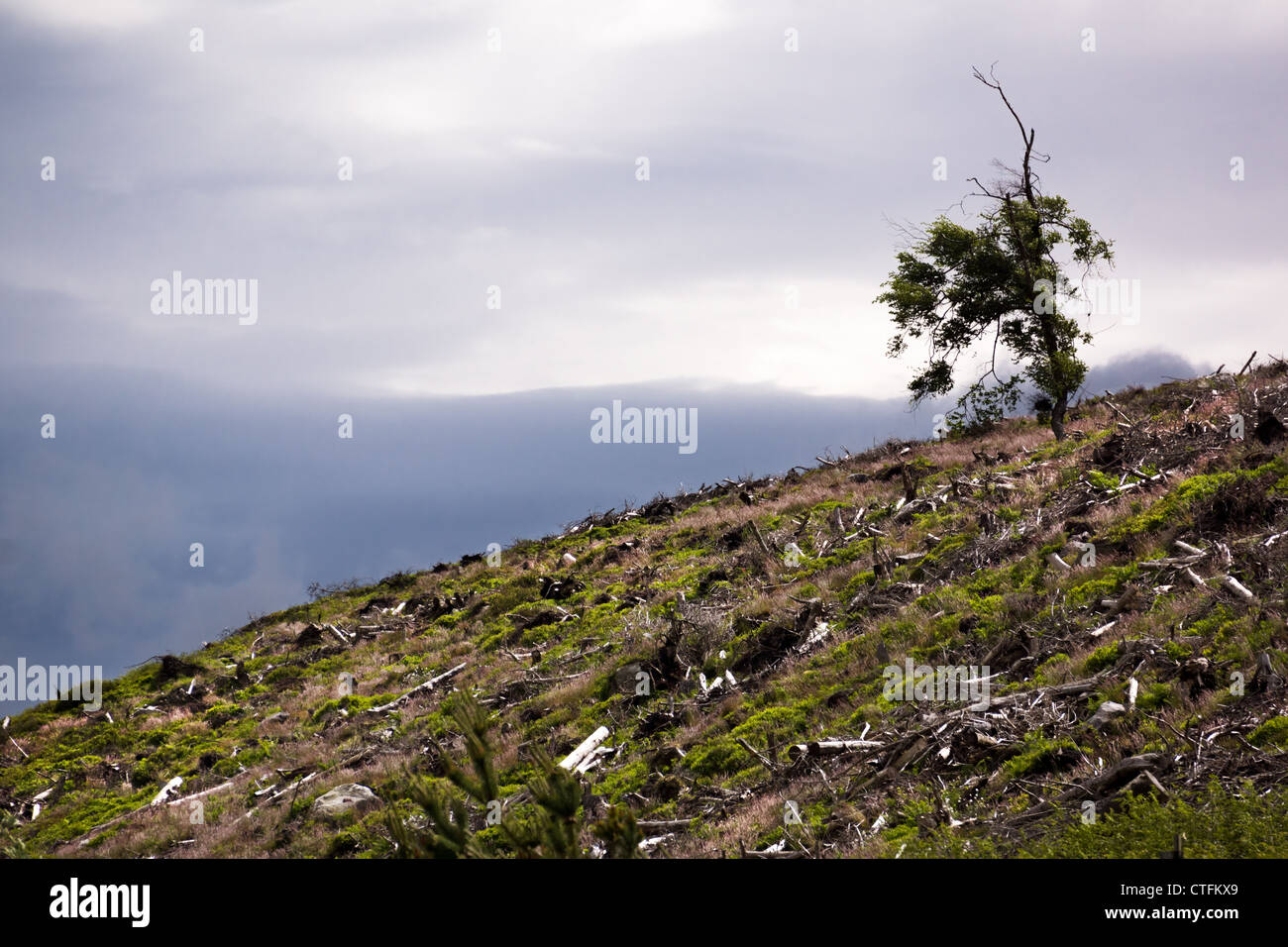 Battered and bruised hi-res stock photography and images - Alamy