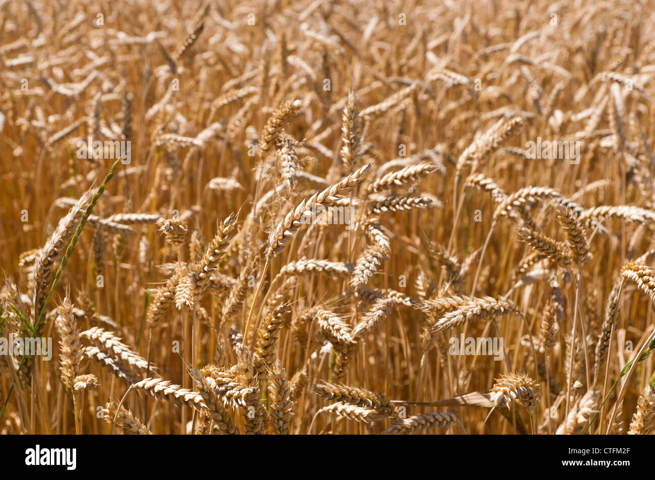 Gold barley plants on summer background Stock Photo - Alamy