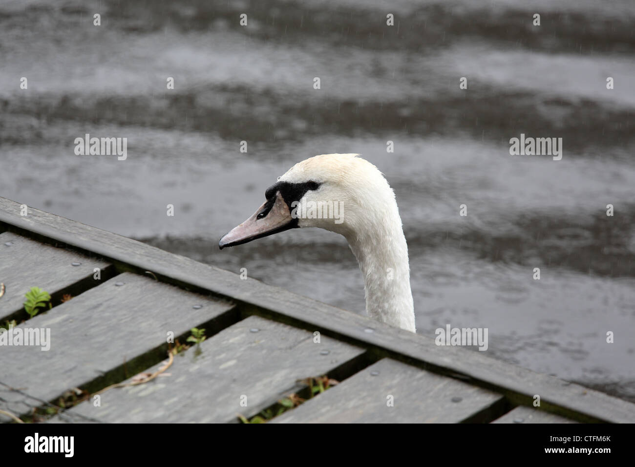 Wet rainy day on norfolk hi-res stock photography and images - Alamy