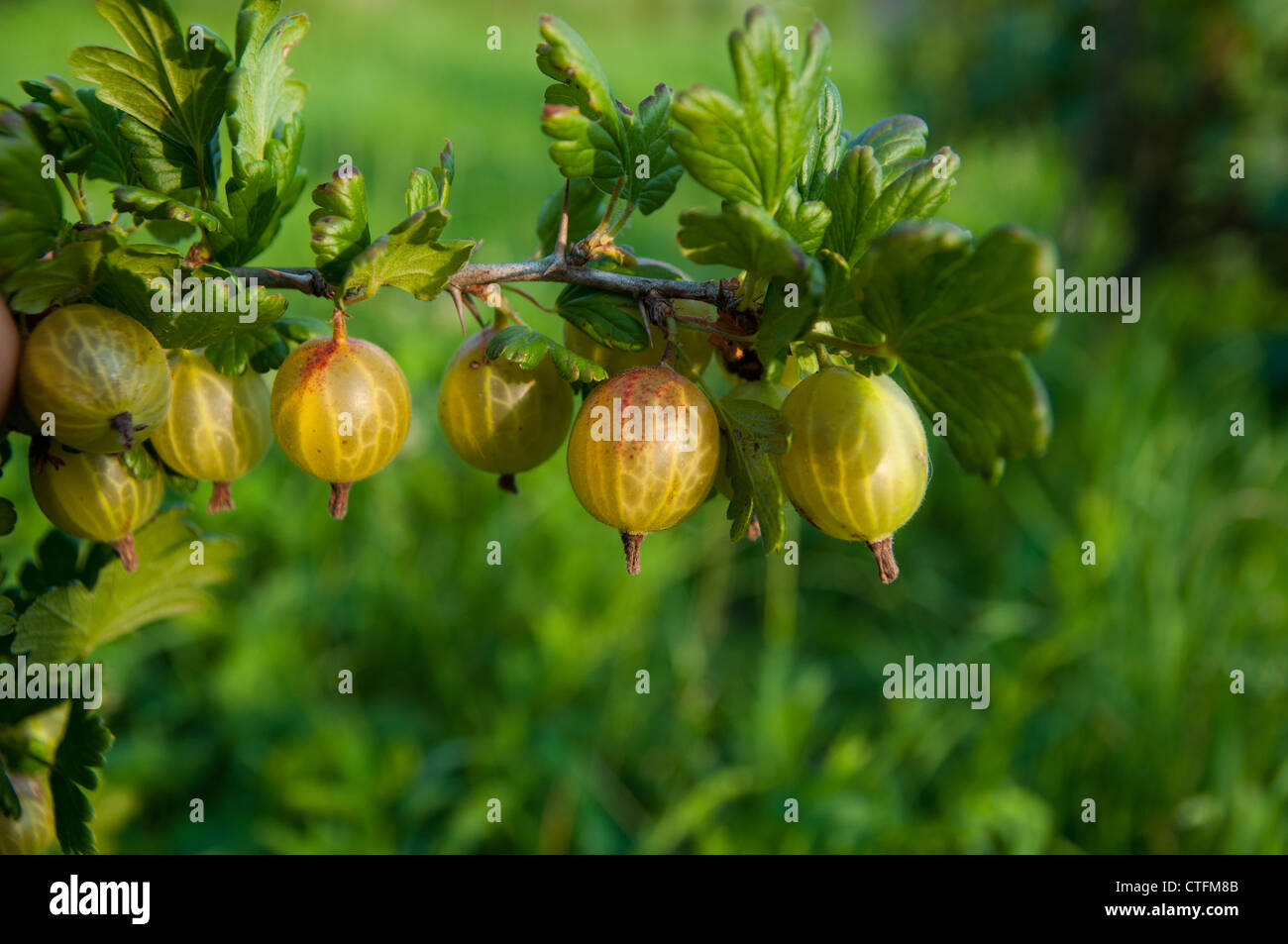 polish gooseberry on natural eco background Stock Photo - Alamy