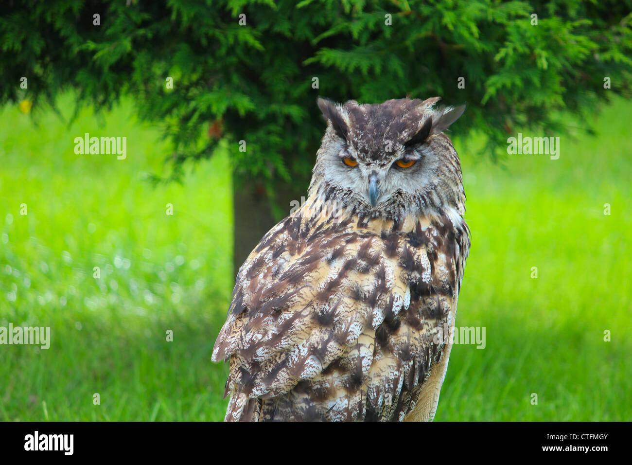 Owl and hawk hi-res stock photography and images - Alamy
