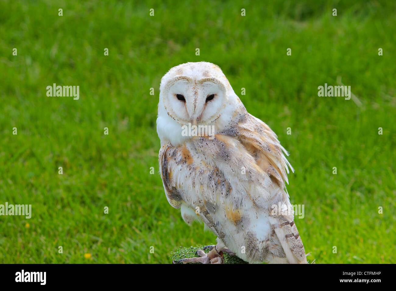 Barn Owl on Display Stock Photo - Alamy
