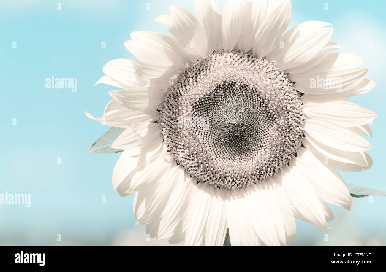White Sunflower against of a light blue background. Toned image Stock ...