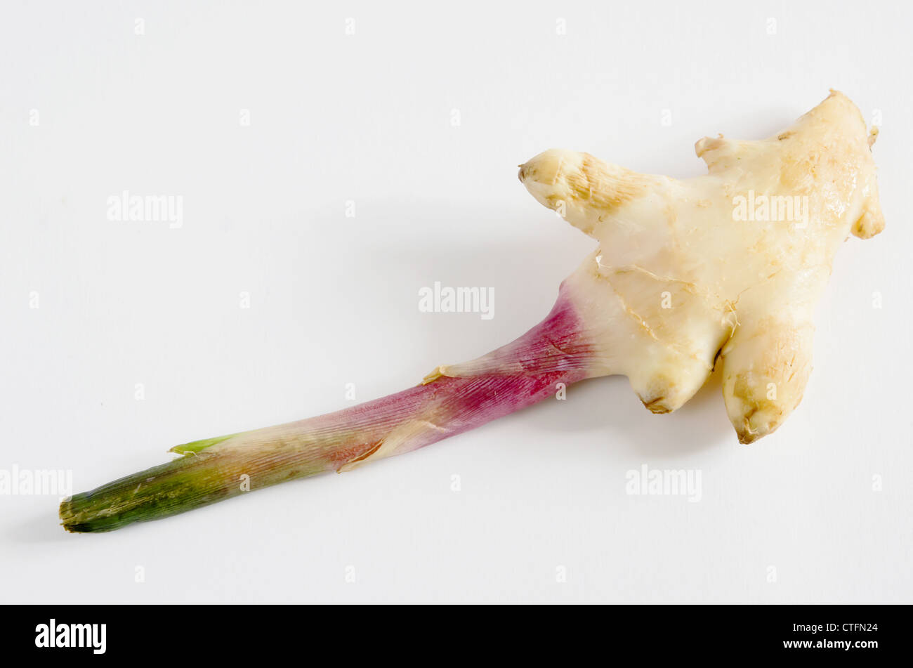 Ginger plant root hi-res stock photography and images - Alamy
