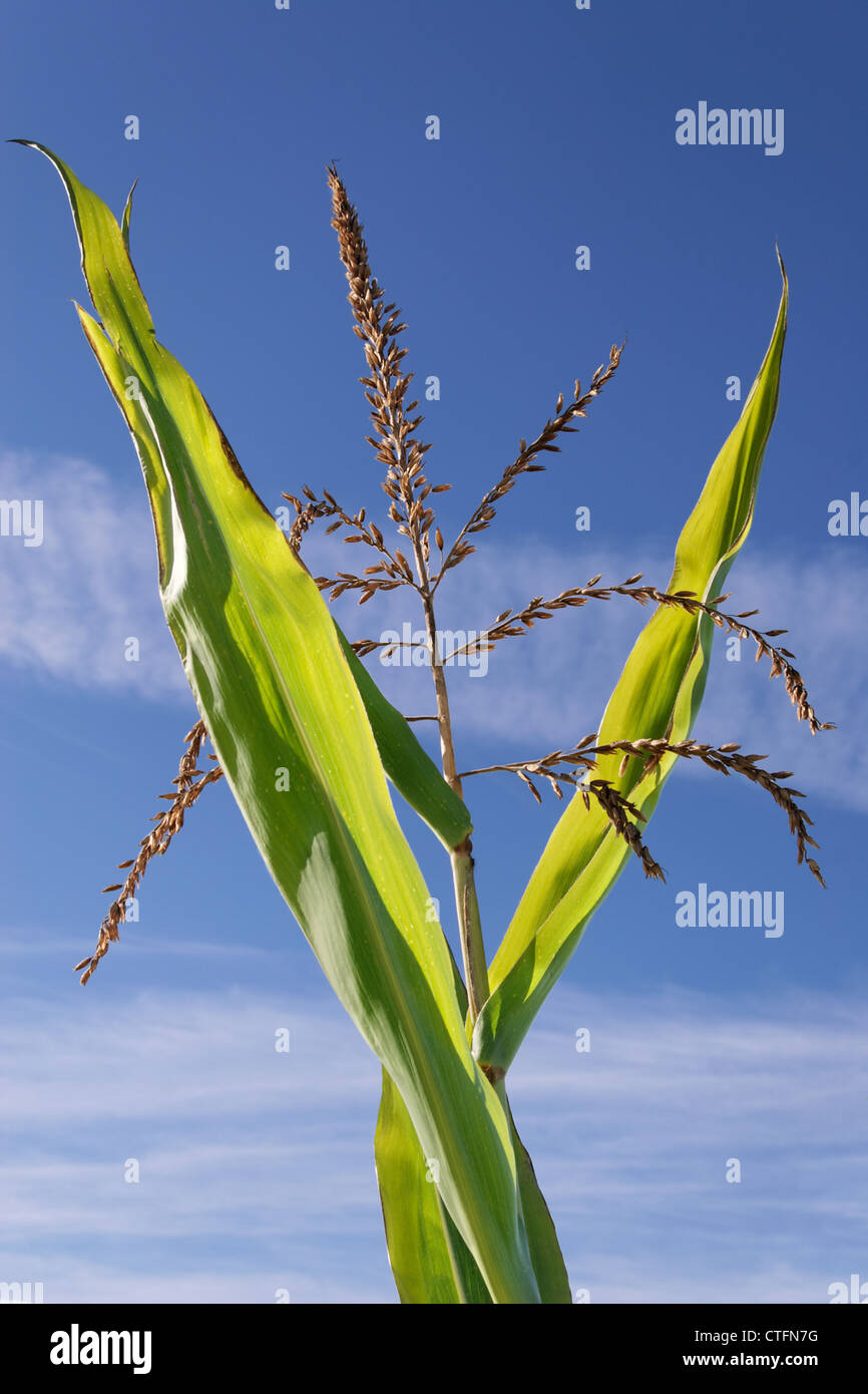 Cornstalk High Resolution Stock Photography and Images - Alamy