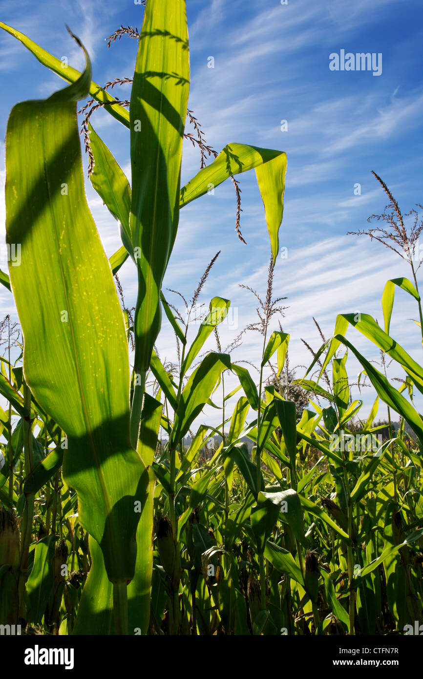 Cornstalk High Resolution Stock Photography and Images - Alamy