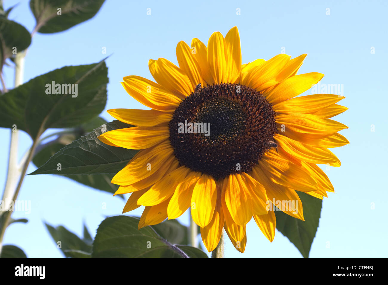 single sunflowers on a background of bright sky Stock Photo - Alamy