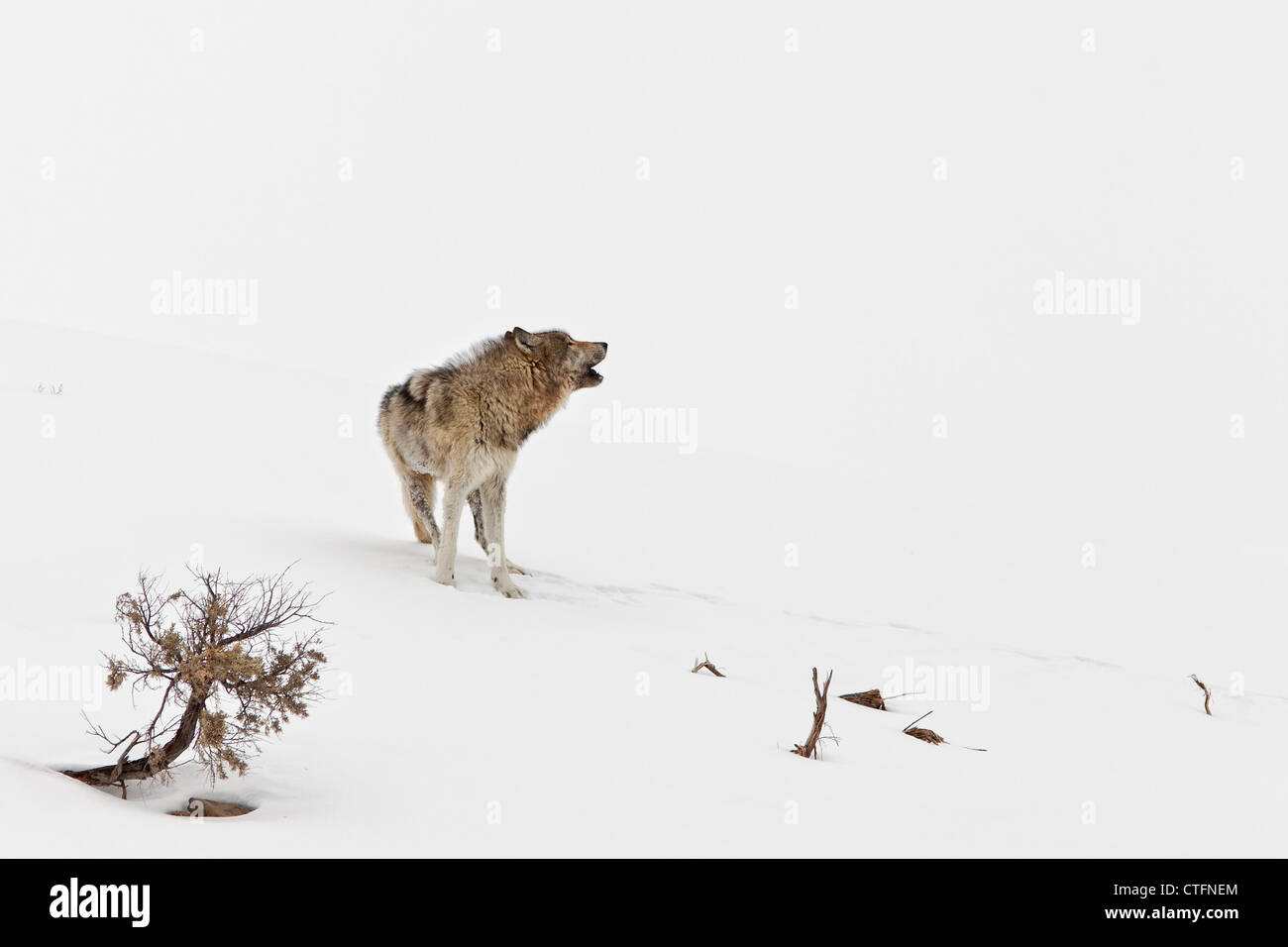 Wolf With Mange
