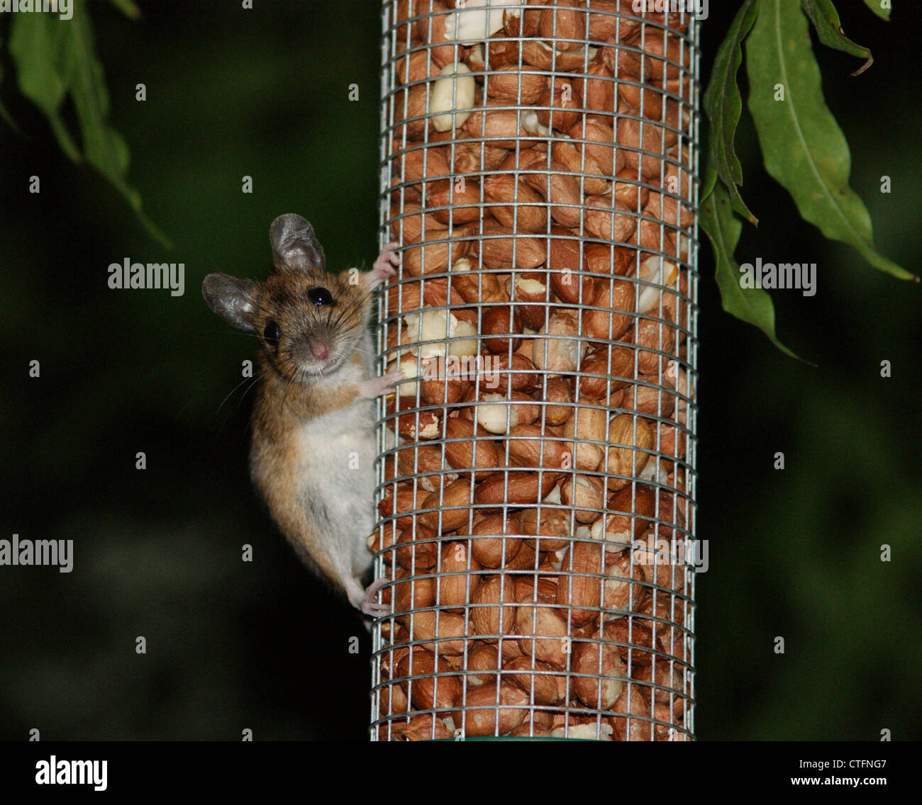 Field mouse hi-res stock photography and images - Alamy