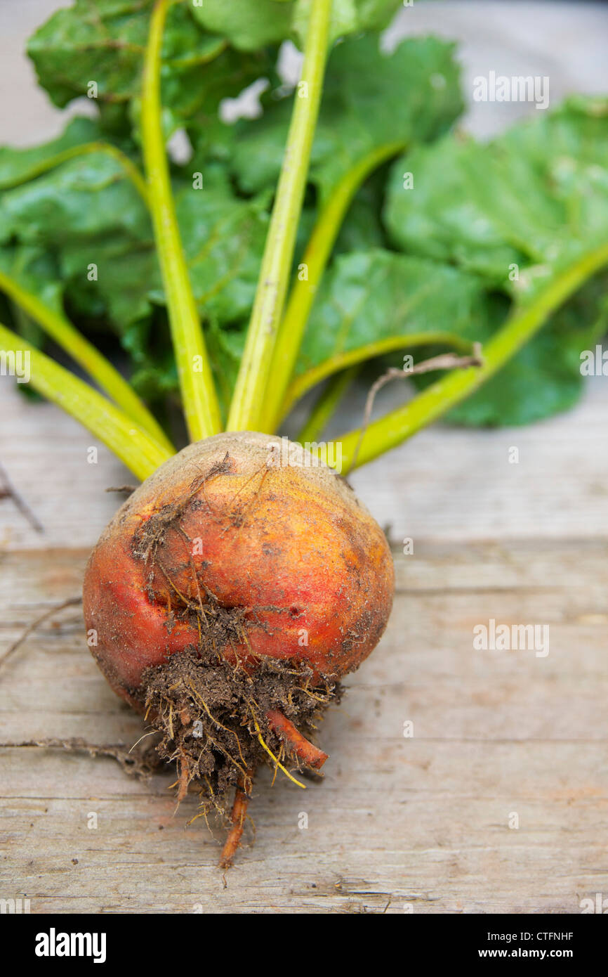 Yellow beet root after being harvested in a allotment garden Stock ...